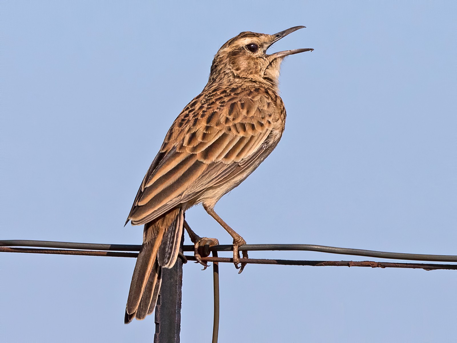 Short-clawed Lark - eBird