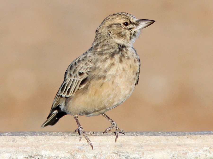 Sclater's Lark - eBird