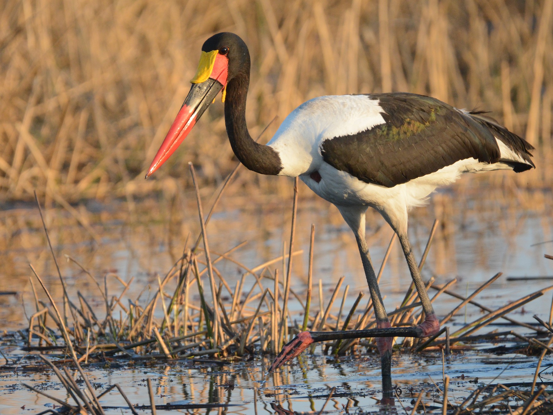 Saddle-billed Stork - eBird