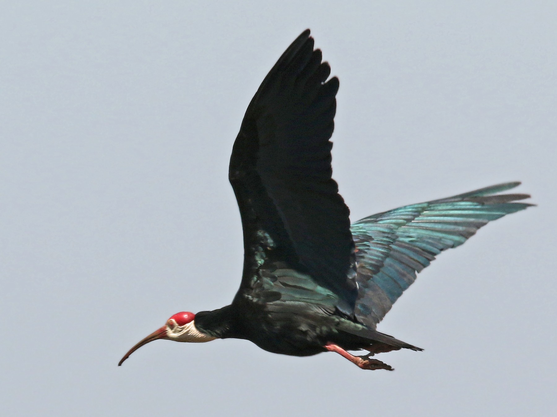 Southern Bald Ibis - eBird