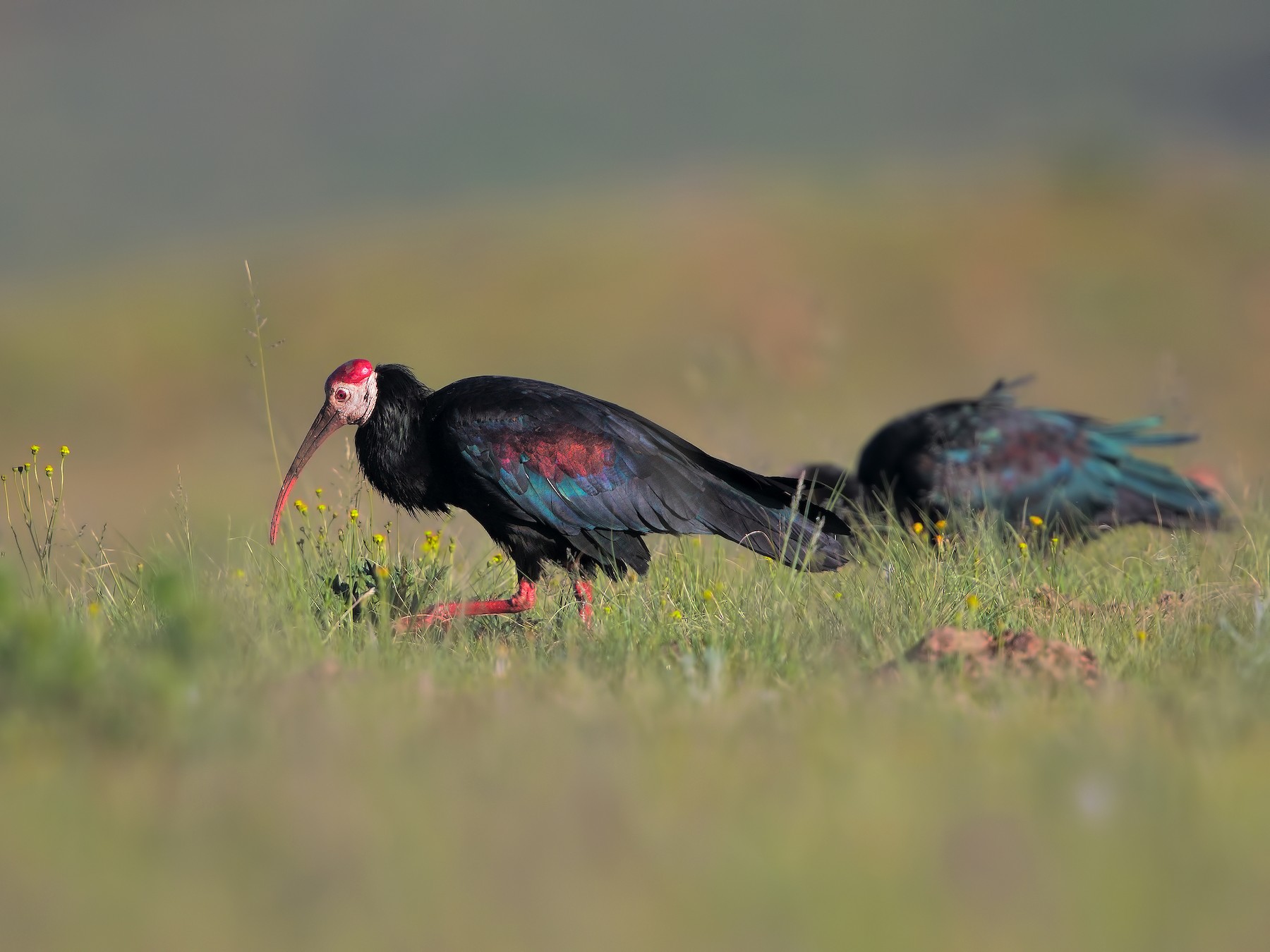 Southern Bald Ibis - eBird