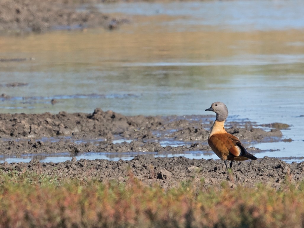 South African Shelduck - eBird