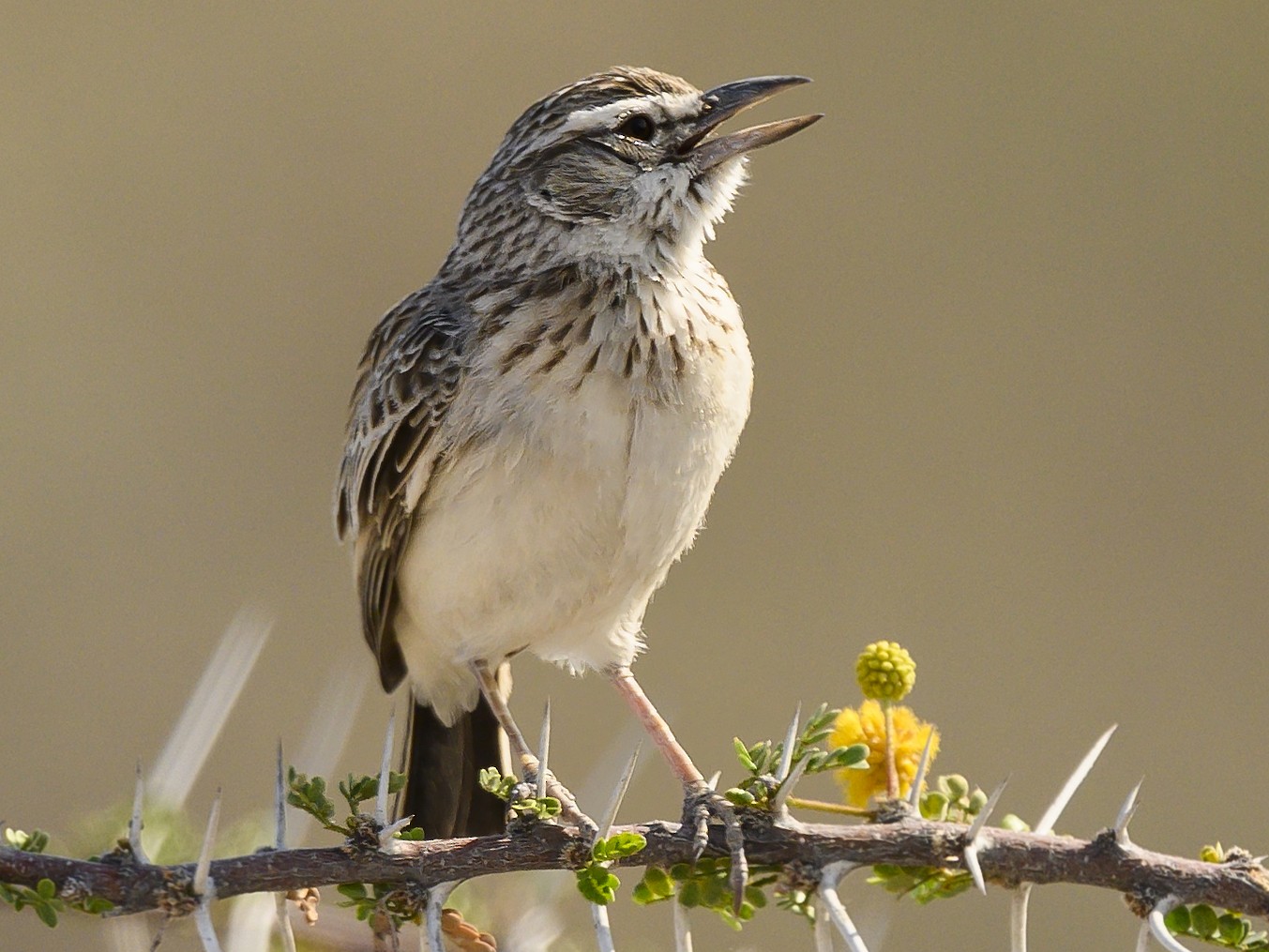 Sabota Lark - eBird