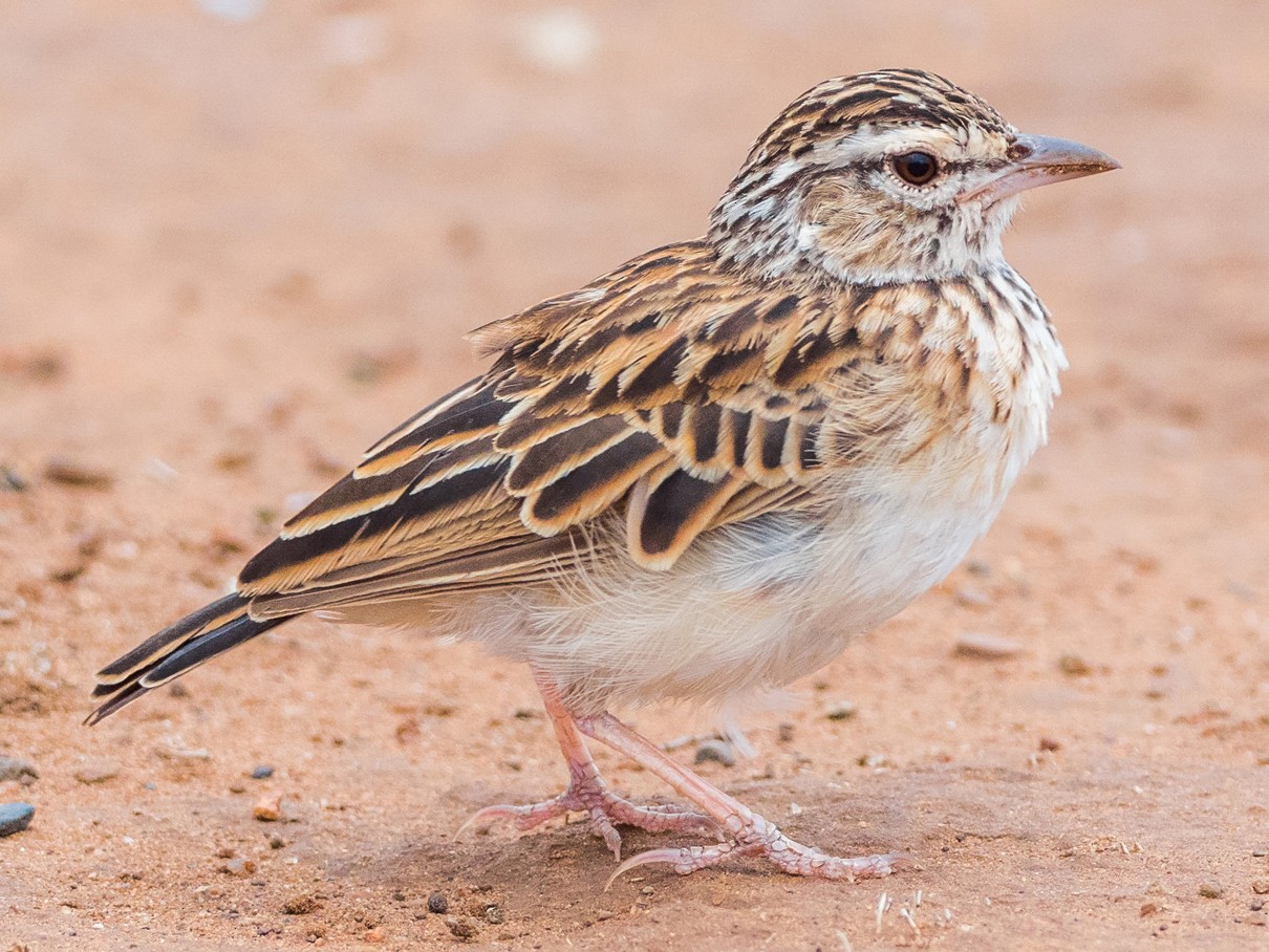 Sabota Lark - eBird