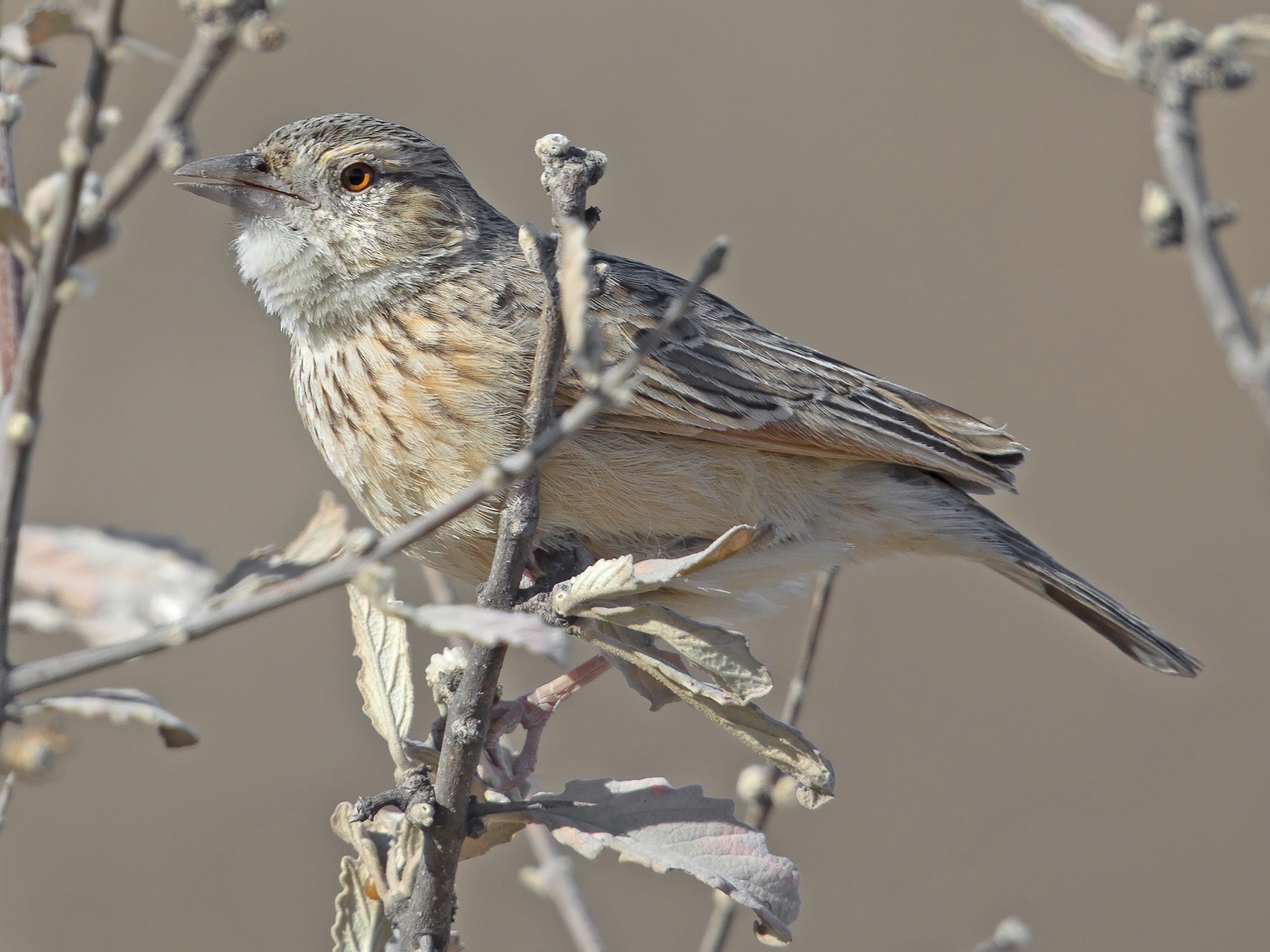 Sabota Lark - eBird