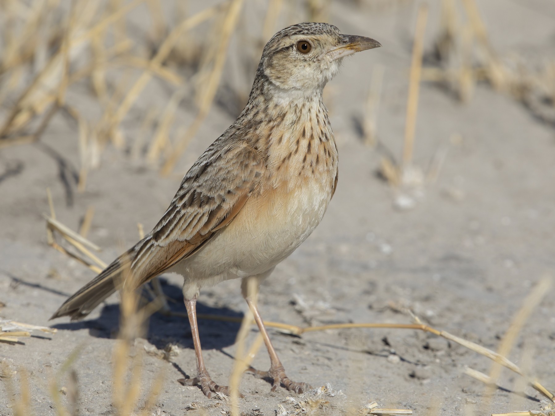 Sabota Lark - eBird