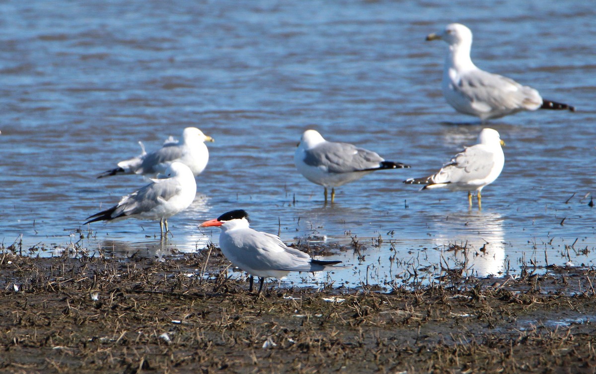 eBird Checklist - 2 Apr 2020 - Pt. Mouillee State Game Area - 2 species