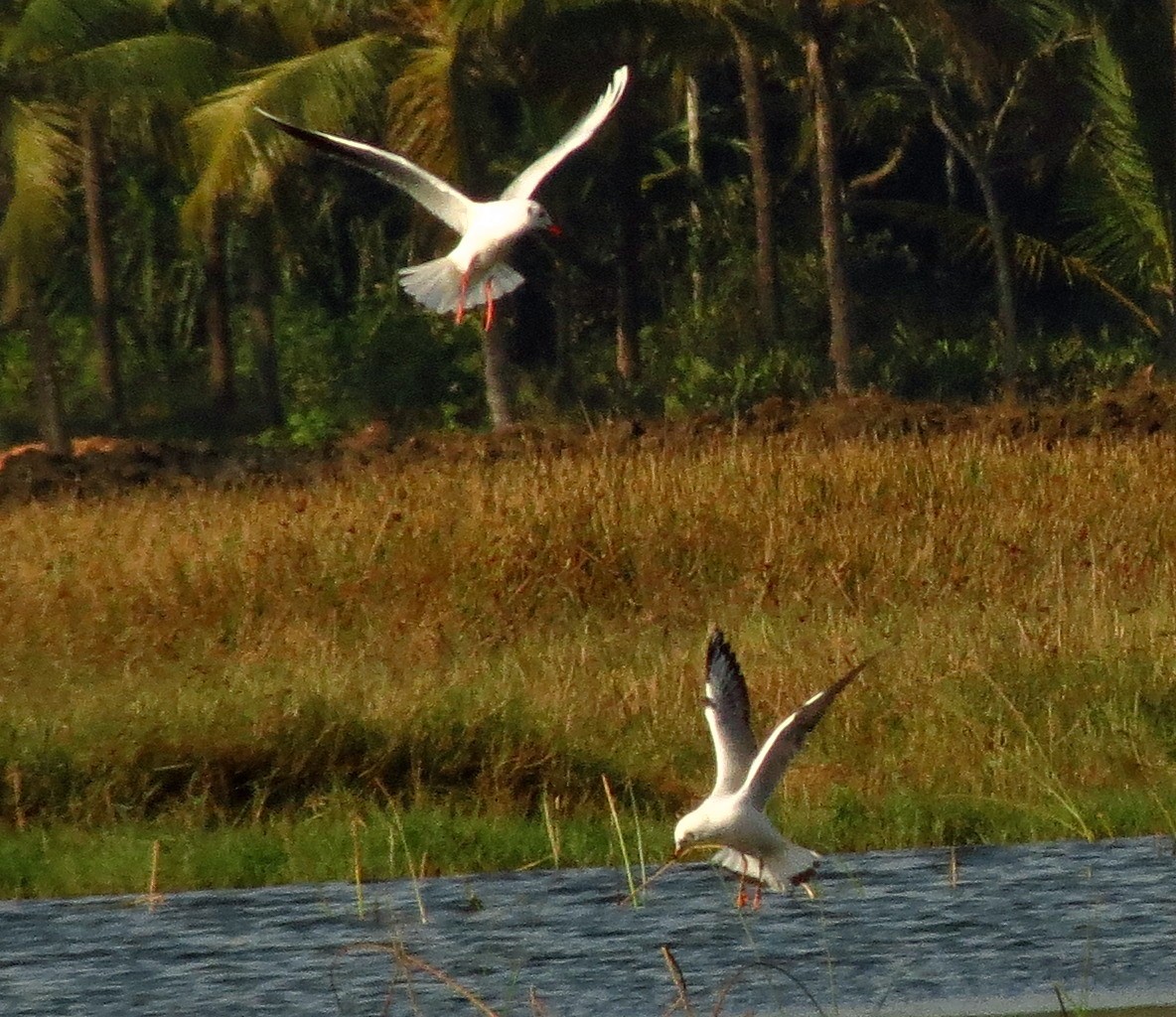 eBird Checklist - 22 Dec 2012 - Munderi Kadavu Bird Sanctuary - 14 species