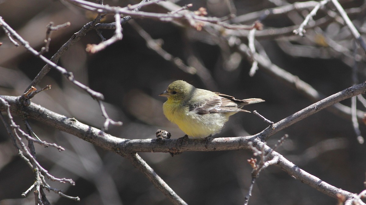 ML220995911 - Lesser Goldfinch - Macaulay Library