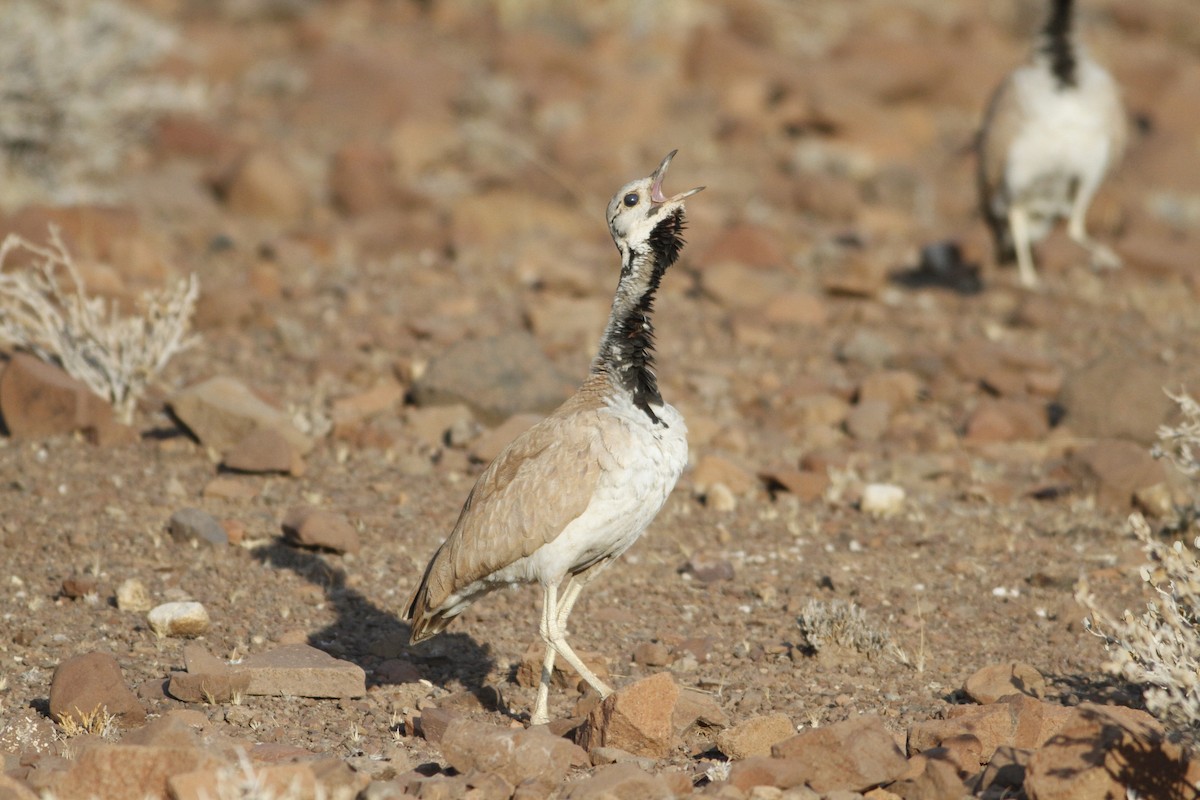 Rüppell's Bustard - Heterotetrax rueppelii - Birds of the World