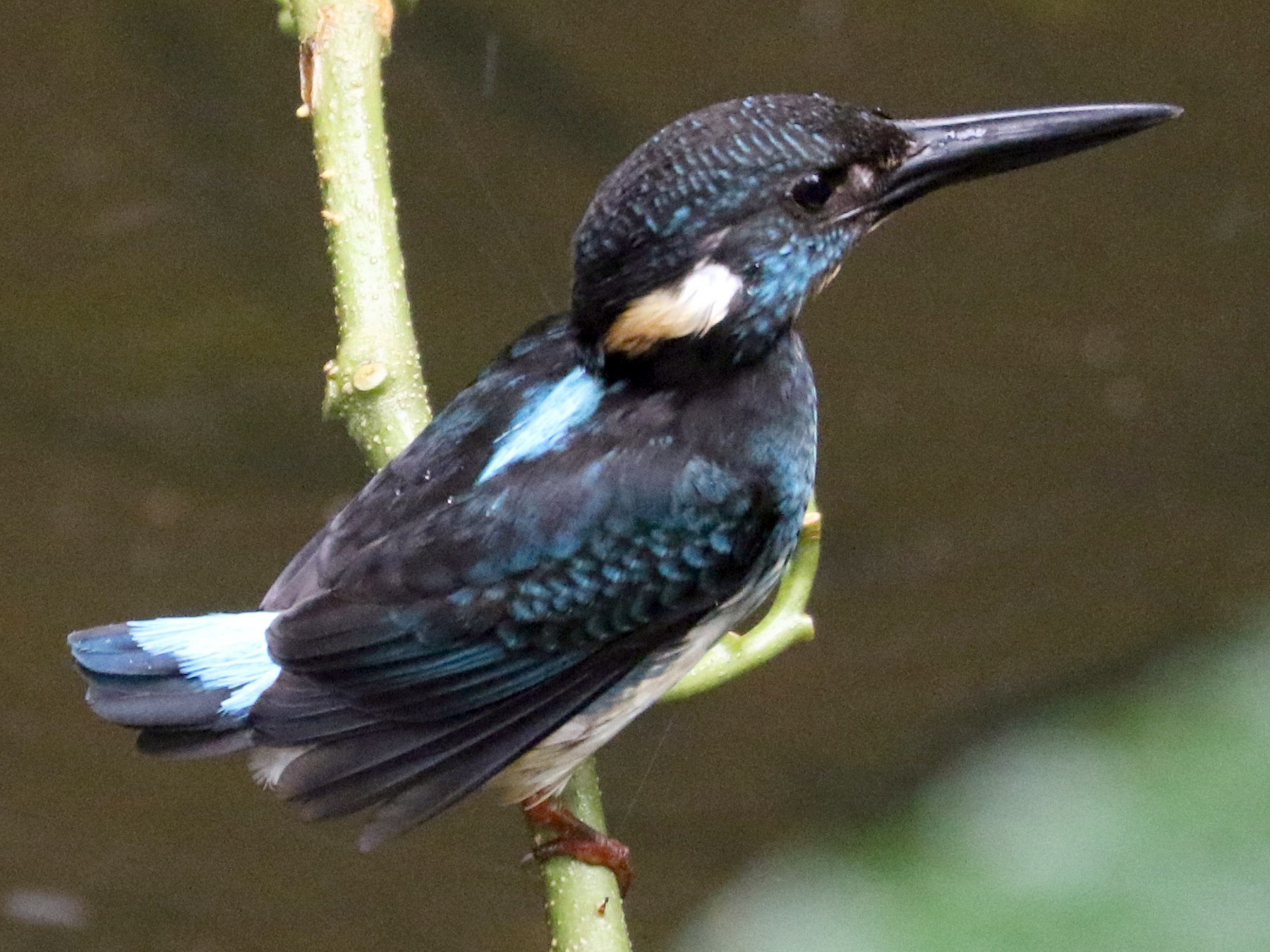 Javan Blue-banded Kingfisher - eBird