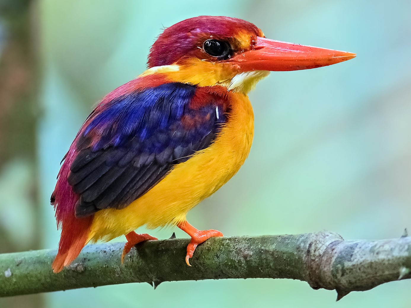 Rufous-backed Dwarf-Kingfisher - eBird