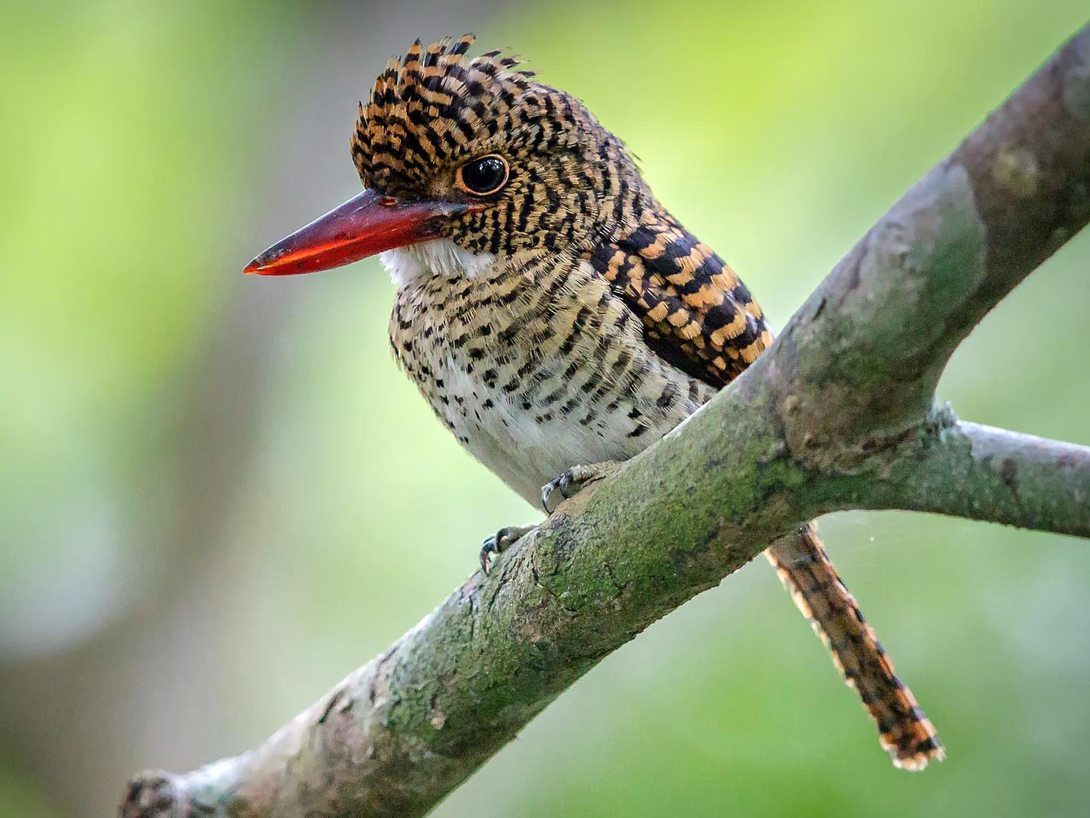 Banded Kingfisher - eBird
