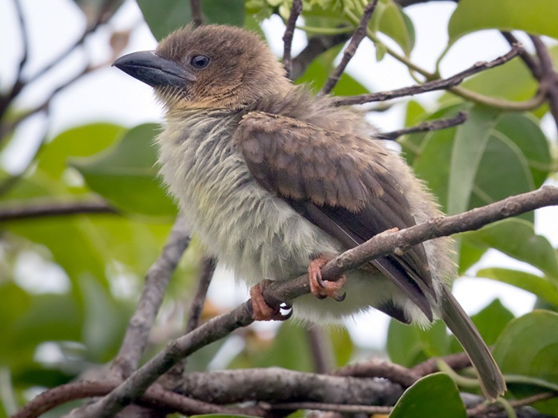 Barbudo pardo de Malasia - eBird
