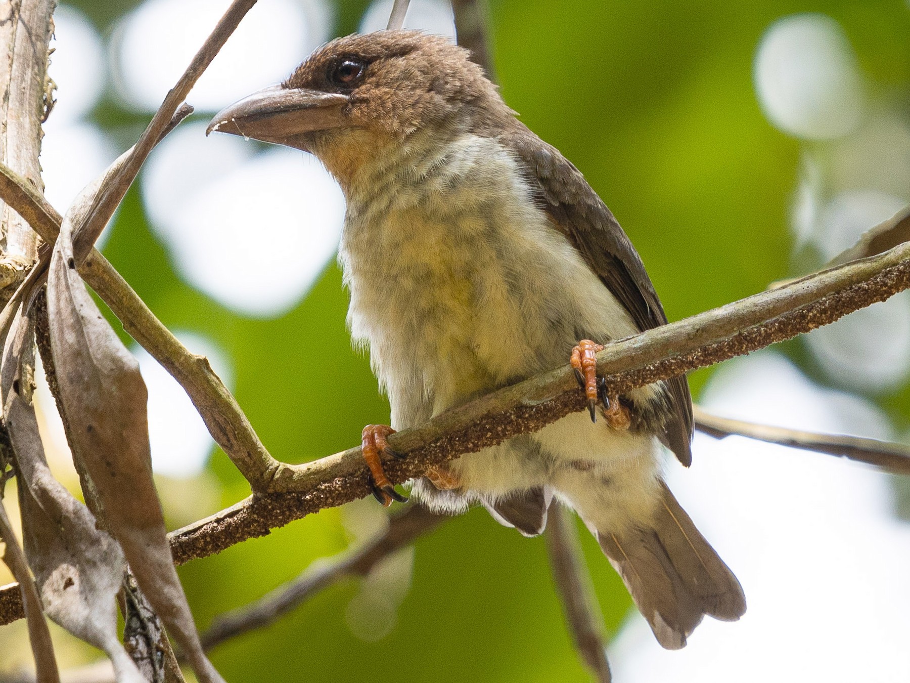 Barbudo Pardo de Malasia - eBird