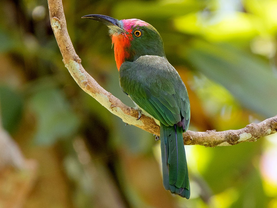 Red-bearded Bee-eater - eBird