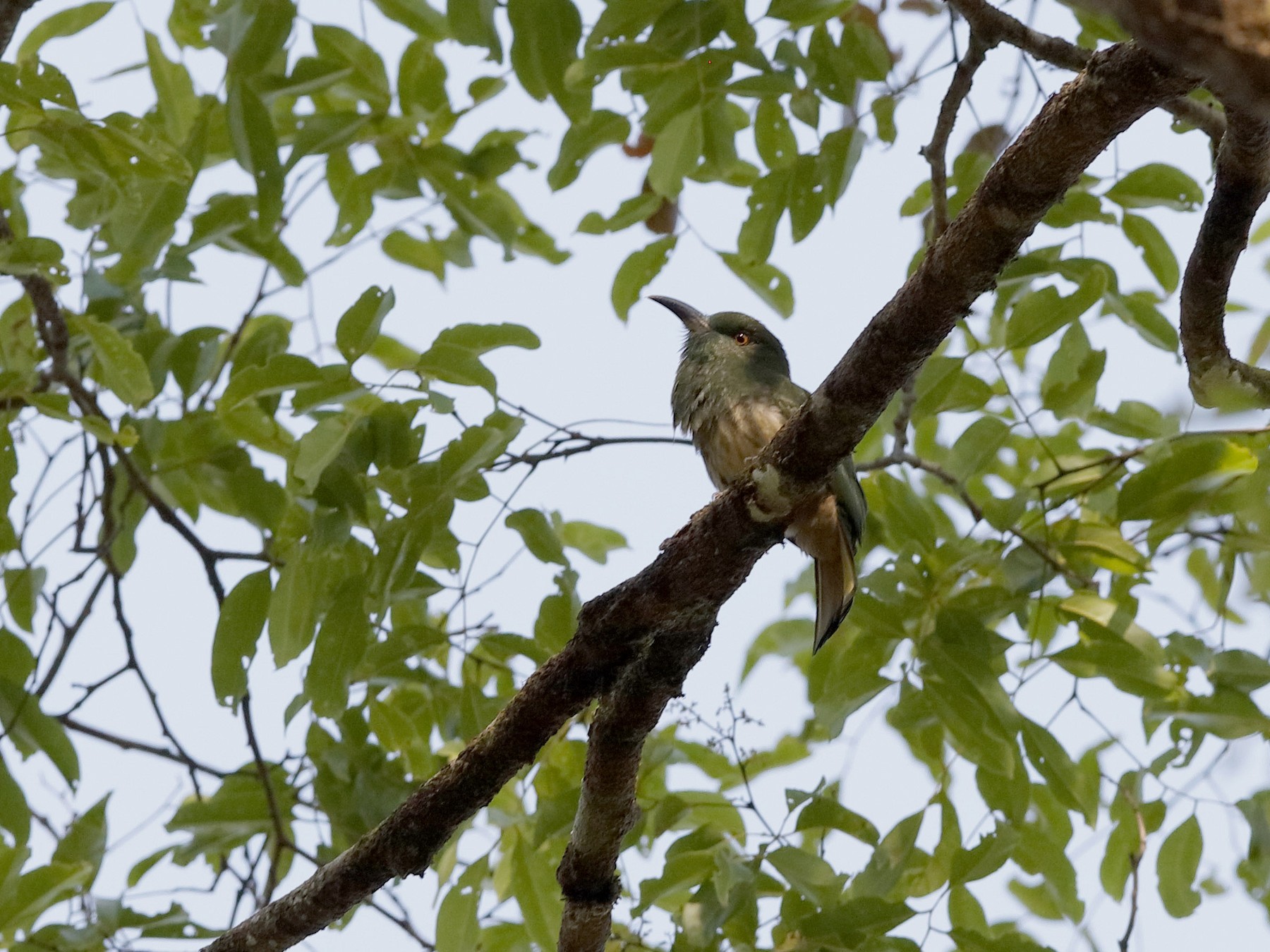 Red-bearded Bee-eater - eBird