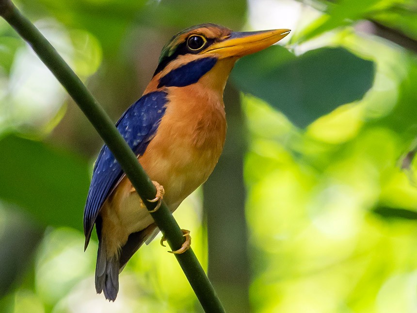 Rufous-collared Kingfisher - eBird