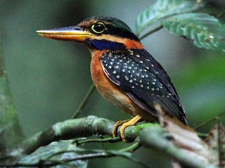 Rufous-collared Kingfisher - eBird