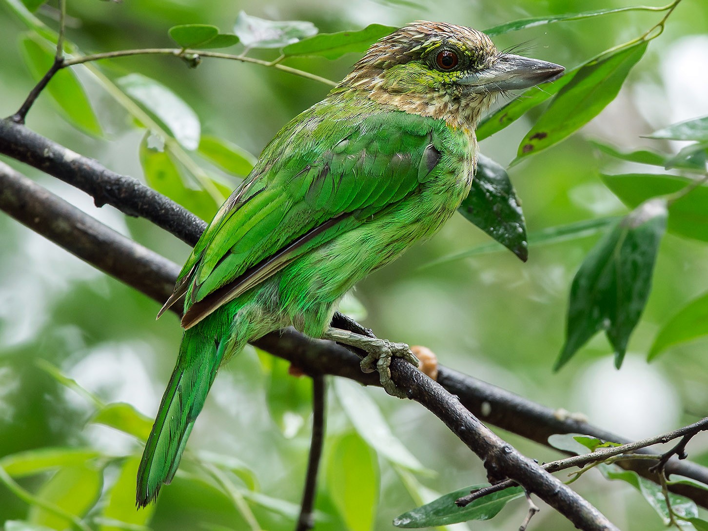 Green-eared Barbet - eBird