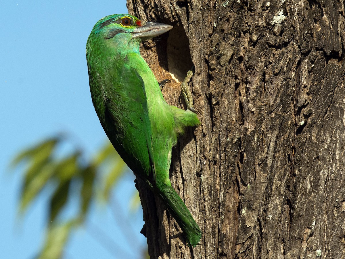 Moustached Barbet - Psilopogon incognitus - Birds of the World