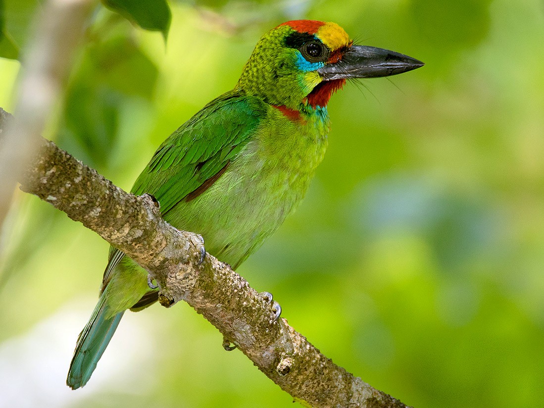 Red-throated Barbet - eBird