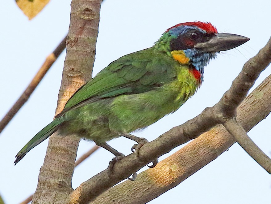Red-crowned Barbet - eBird