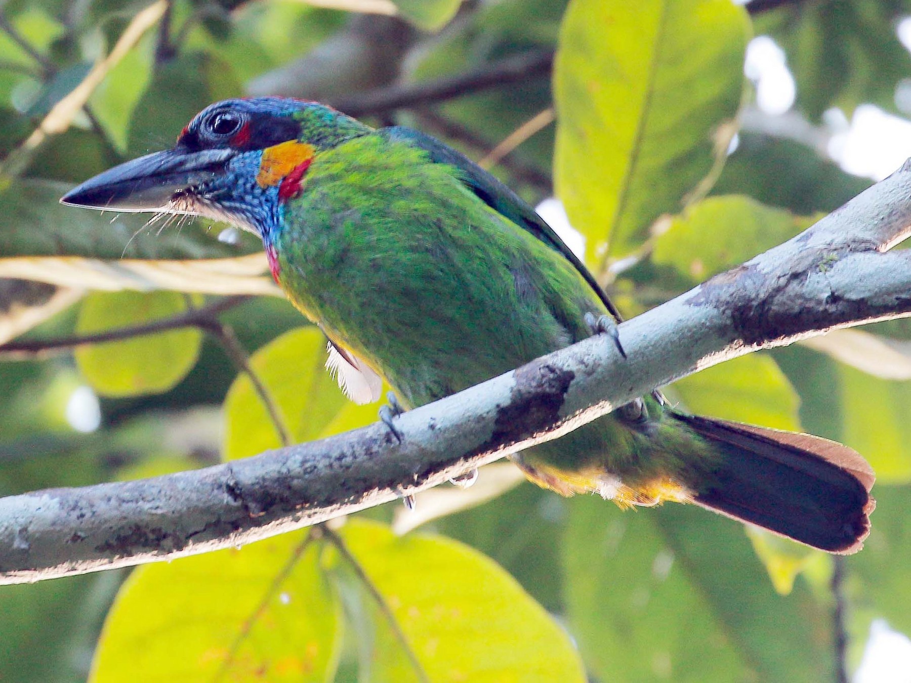 red-crowned barbet - eBird