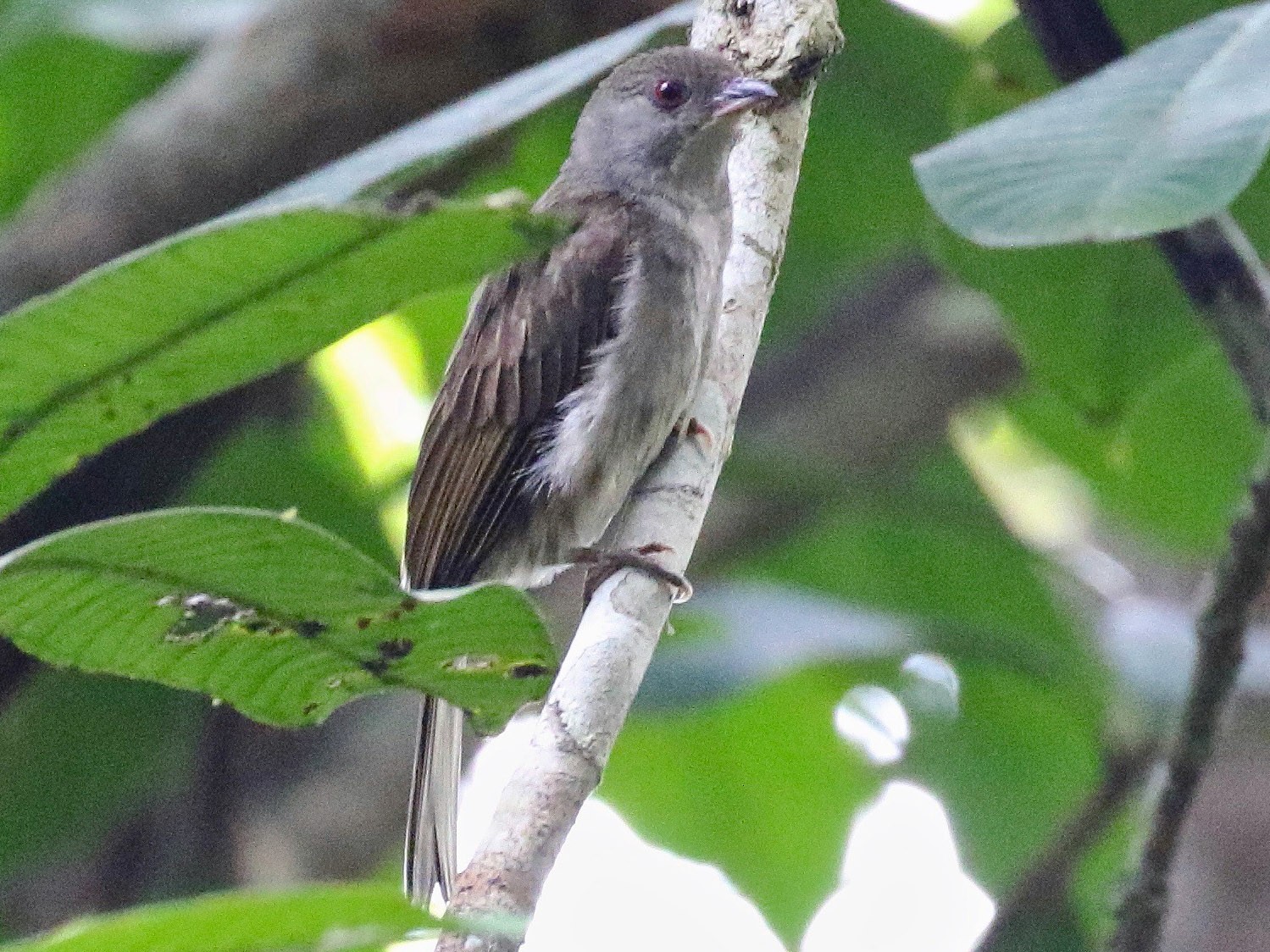 Malaysian Honeyguide - eBird
