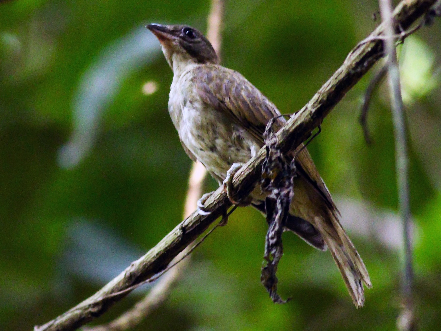 Malaysian Honeyguide - eBird