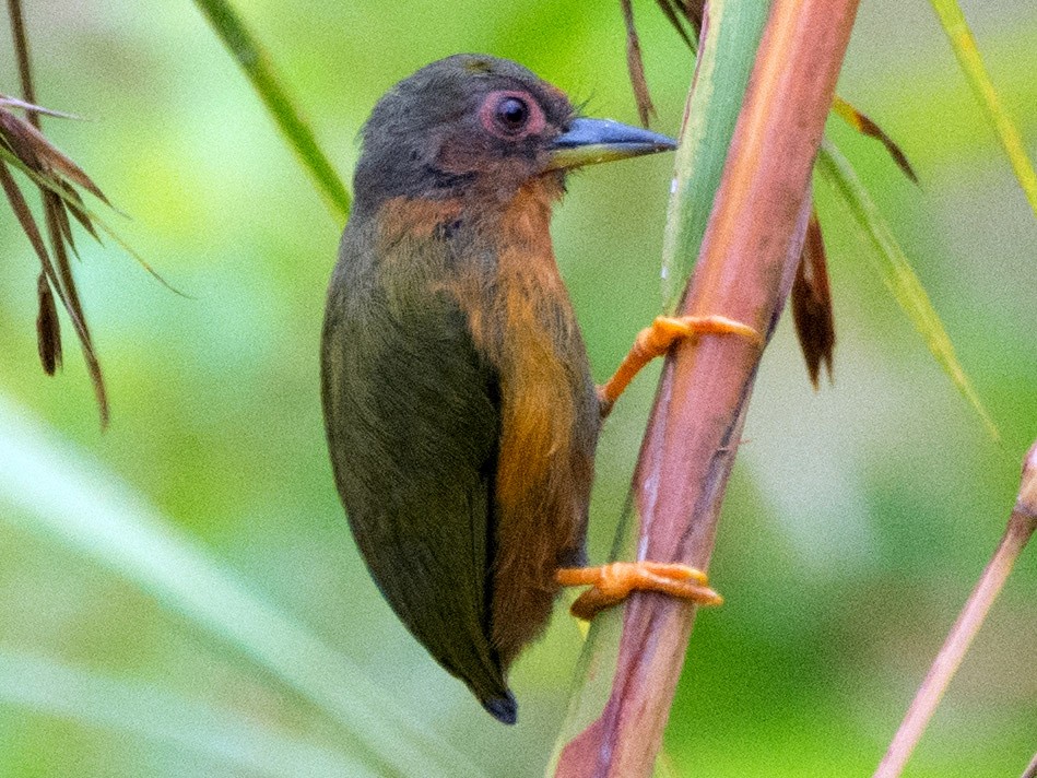 Rufous Piculet - eBird