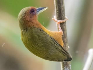 Rufous Piculet - eBird