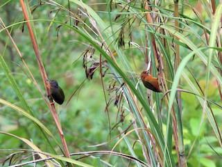 Rufous Piculet - eBird