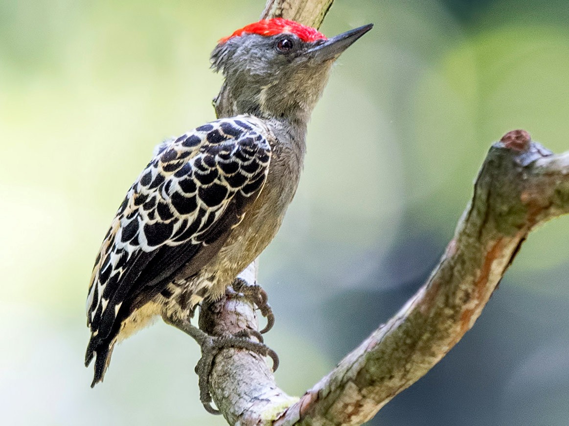 Gray-and-buff Woodpecker - eBird