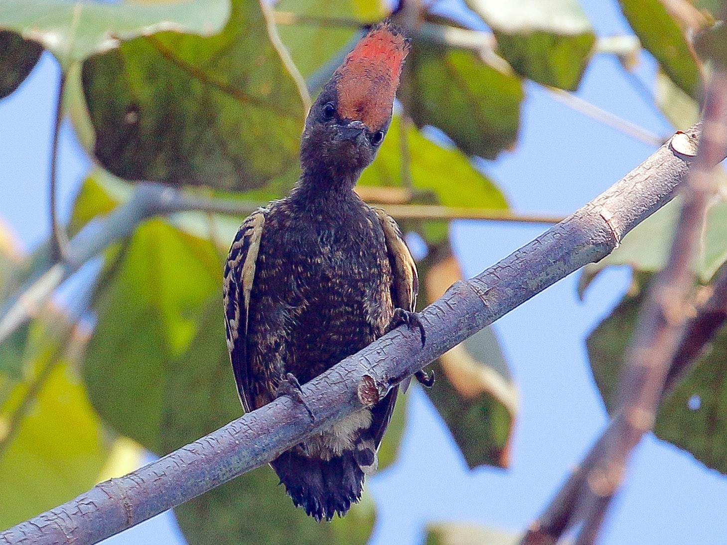 Gray-and-buff Woodpecker - eBird