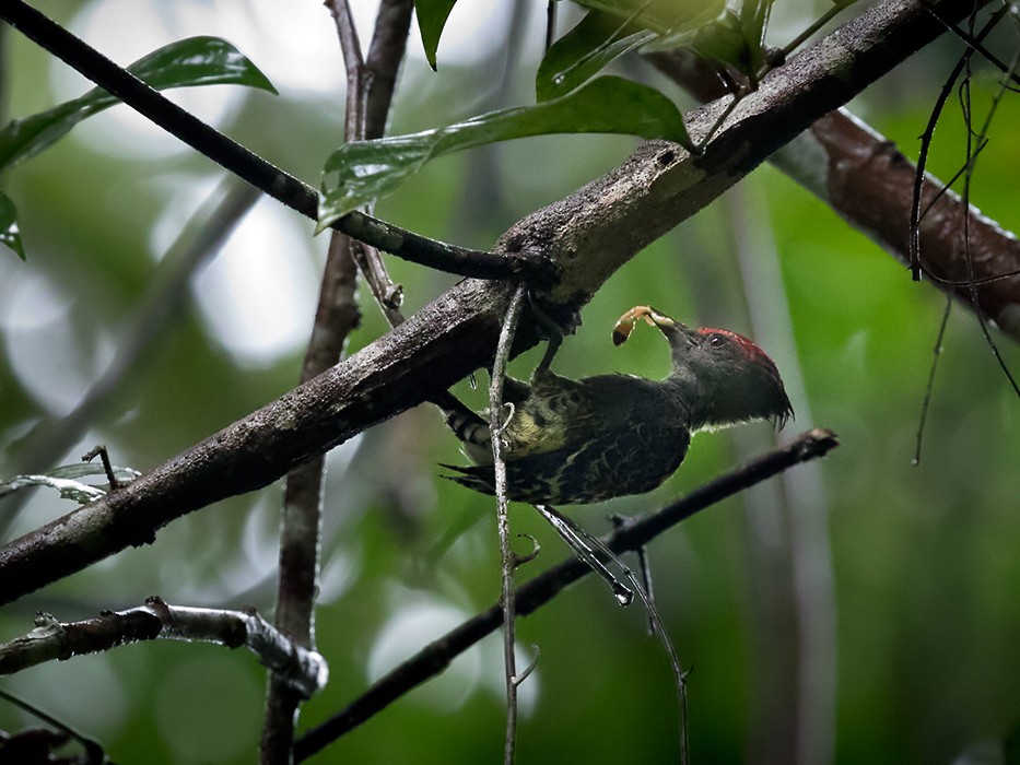 Grey-and-buff Woodpecker - eBird