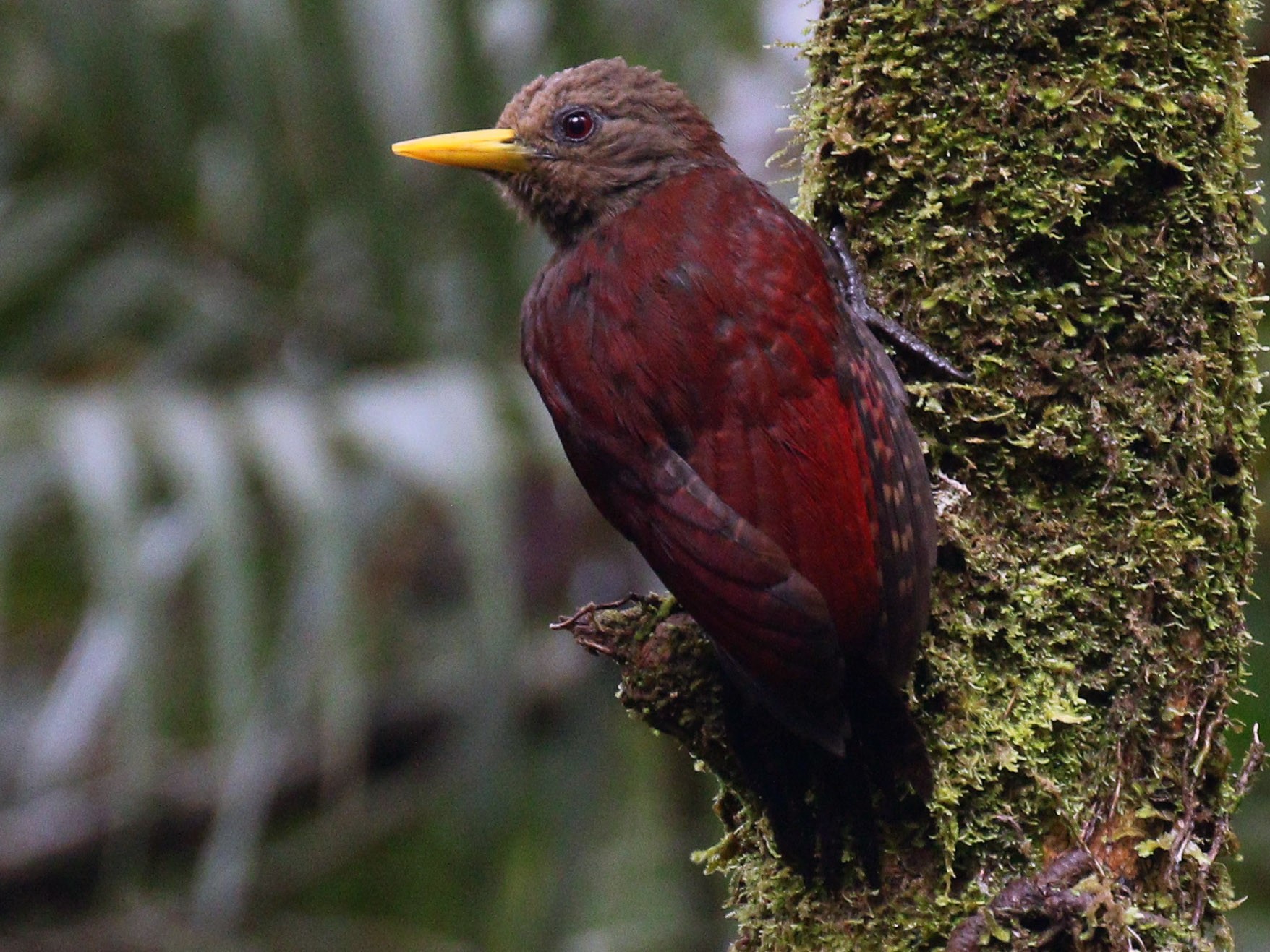 Maroon Woodpecker - eBird