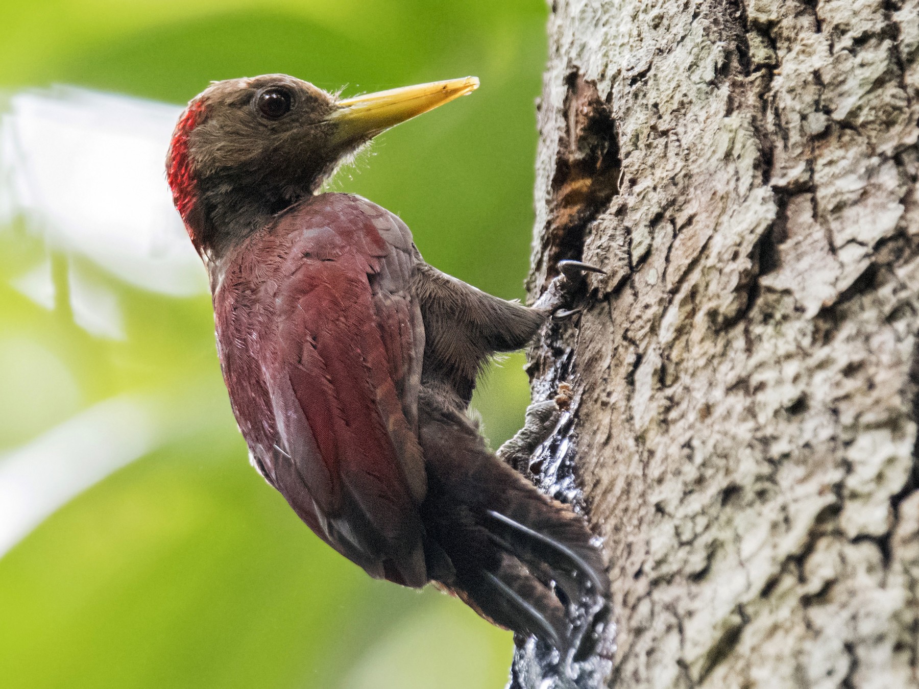 Maroon Woodpecker - eBird