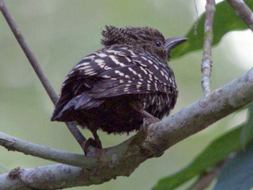 Pito Barrado - eBird