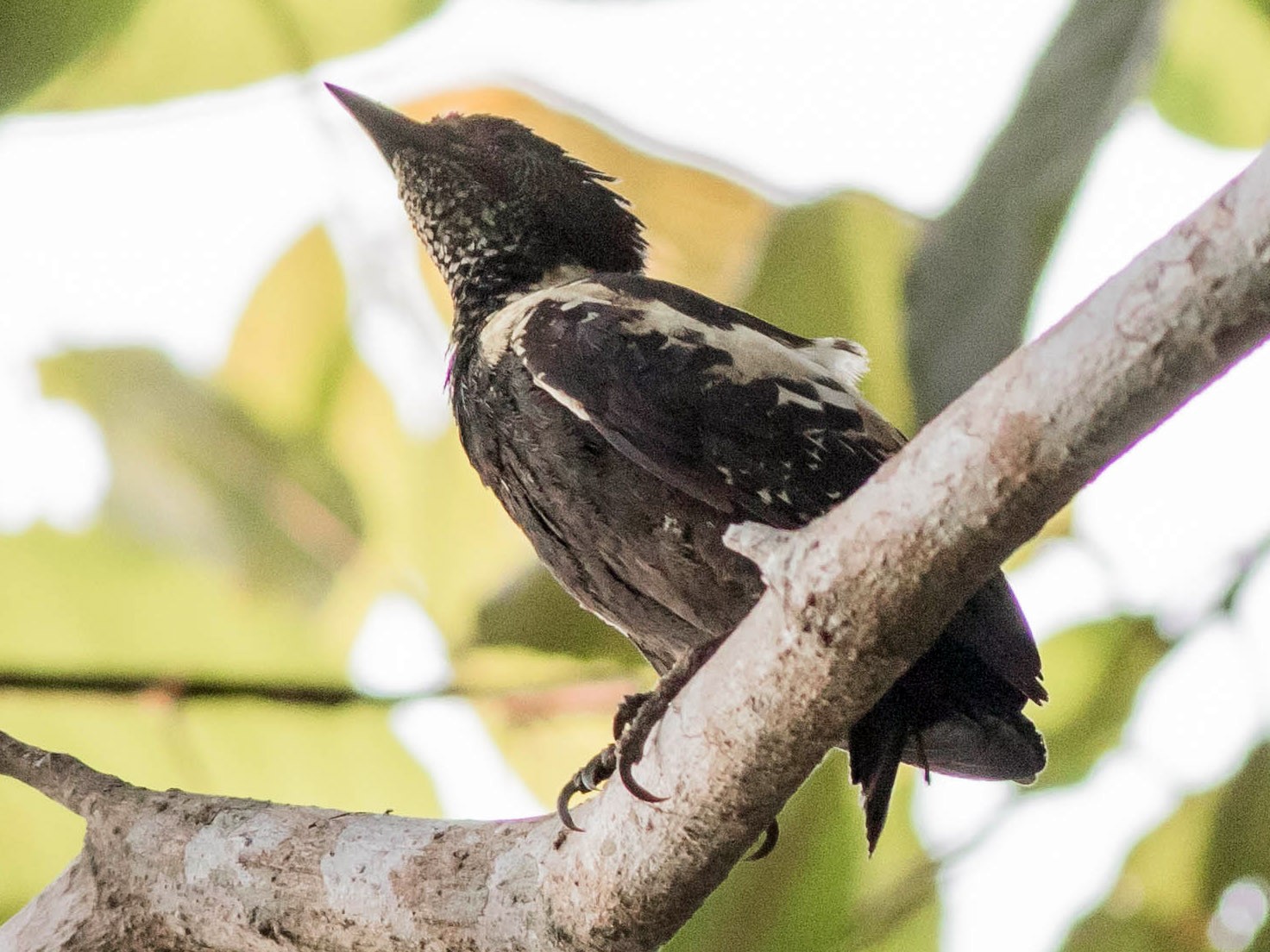 Pito Blanquinegro - eBird