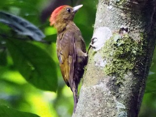 Bamboo Woodpecker - eBird