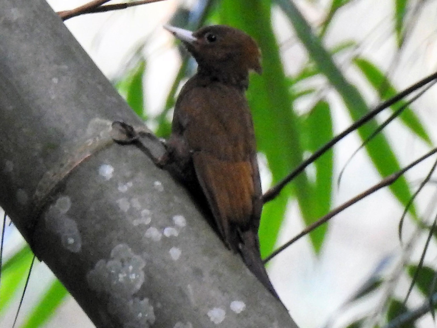 Pito del bambú sureño - eBird