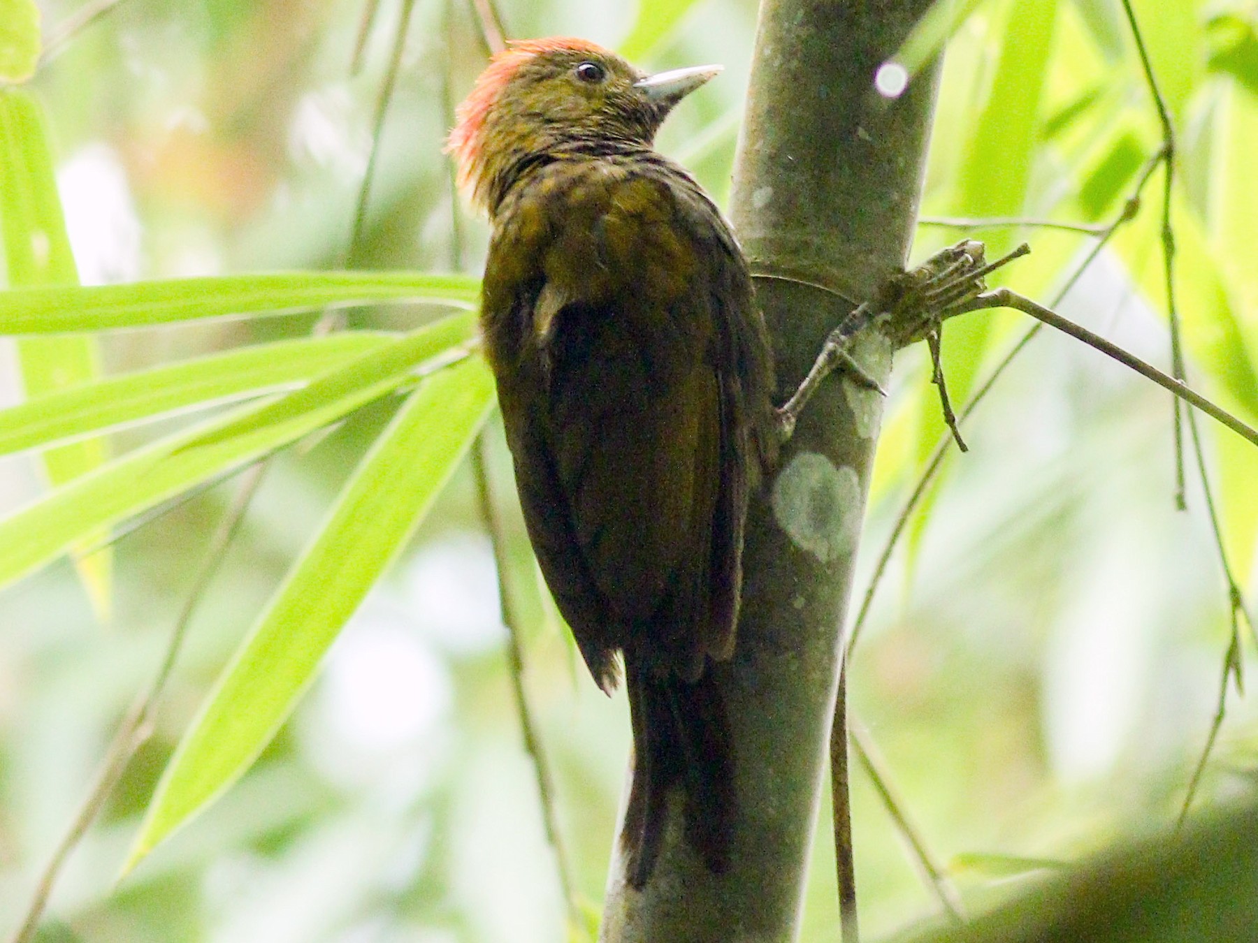 Bamboo Woodpecker - eBird