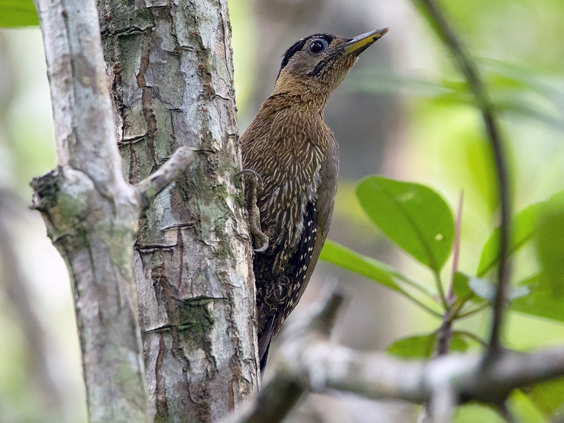 Pito verdoso - eBird
