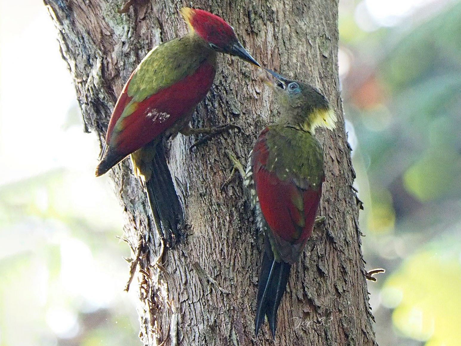 Crimson-winged Woodpecker - eBird