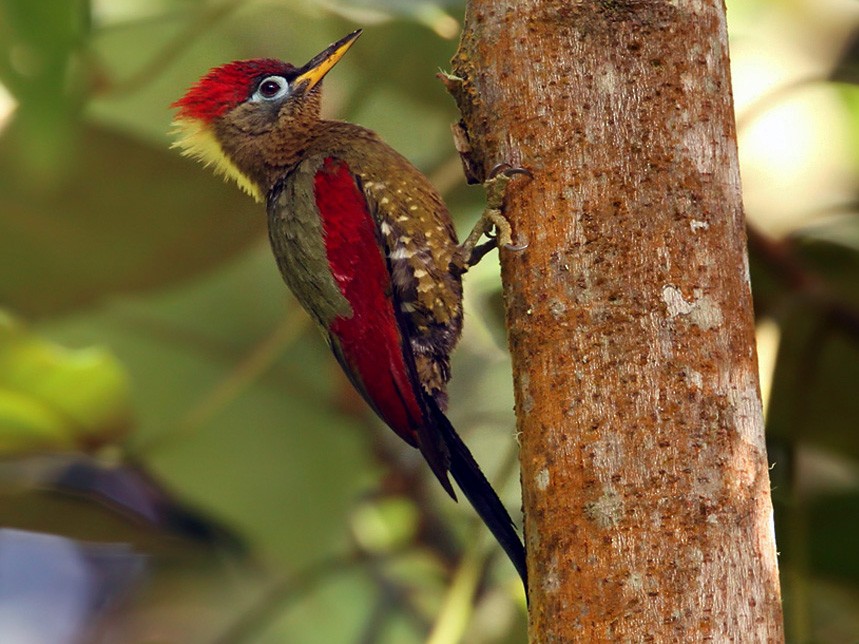Crimson-winged Woodpecker - eBird