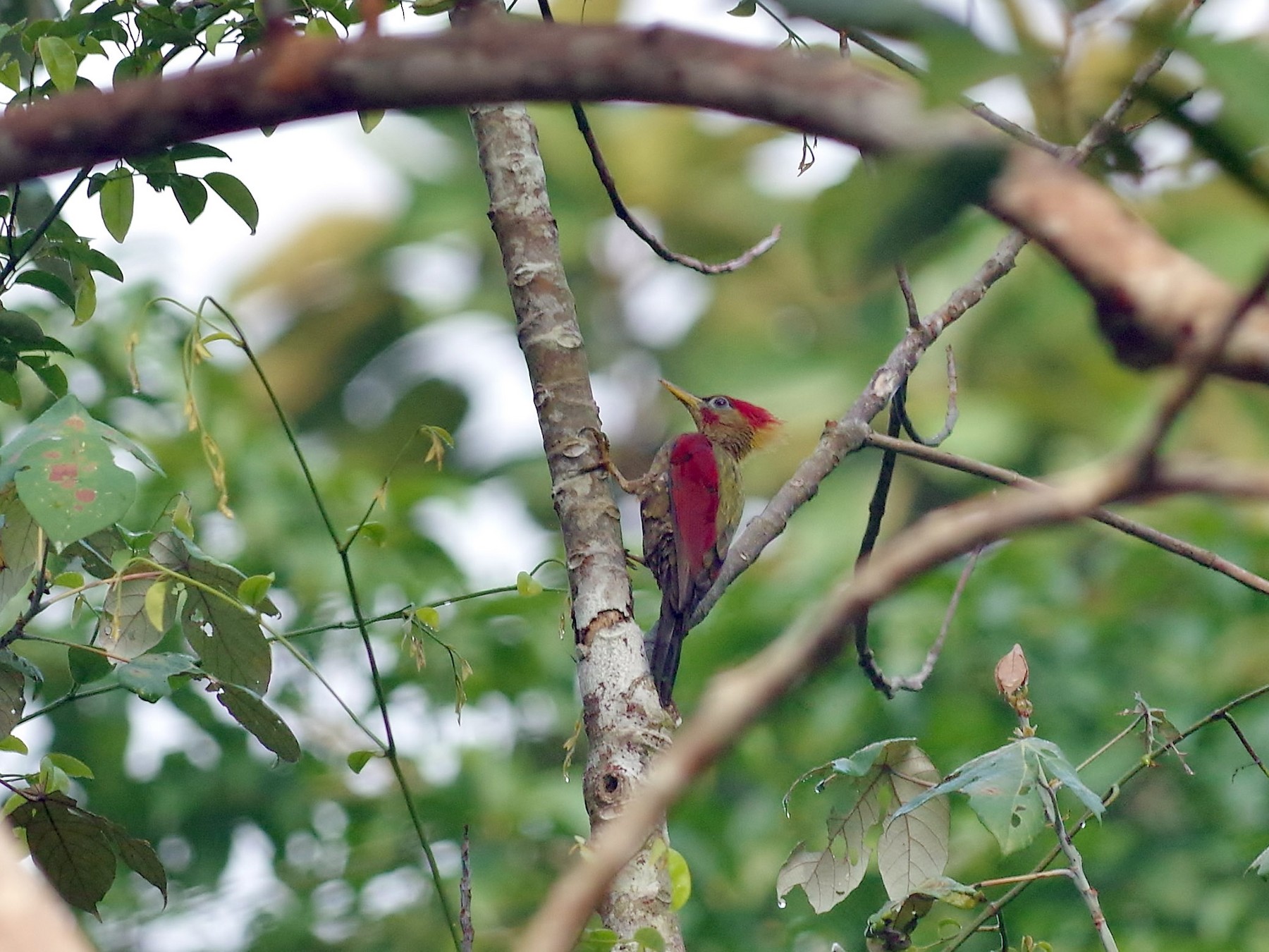 Crimson-winged Woodpecker - eBird