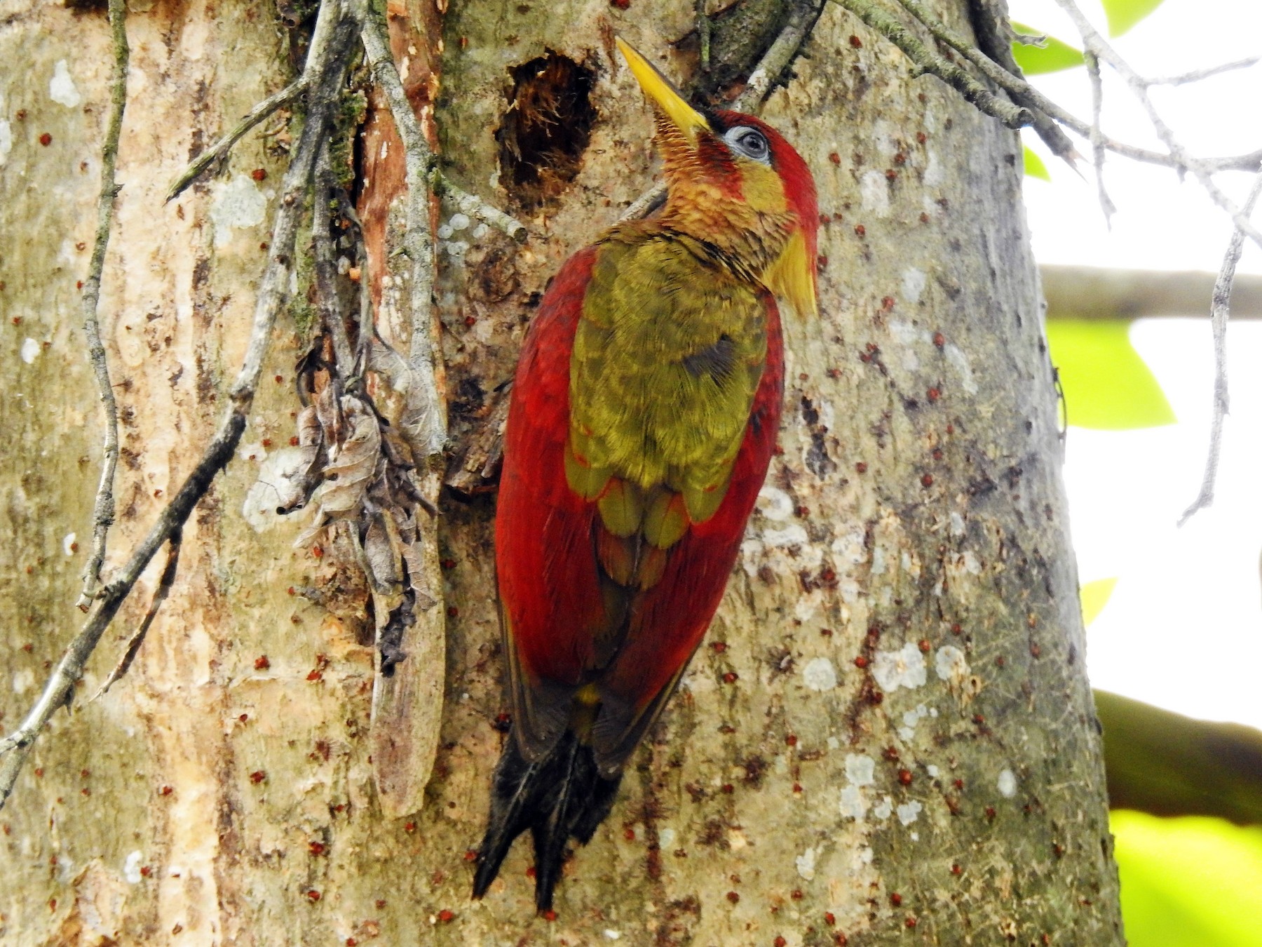 Crimson-winged Woodpecker - eBird