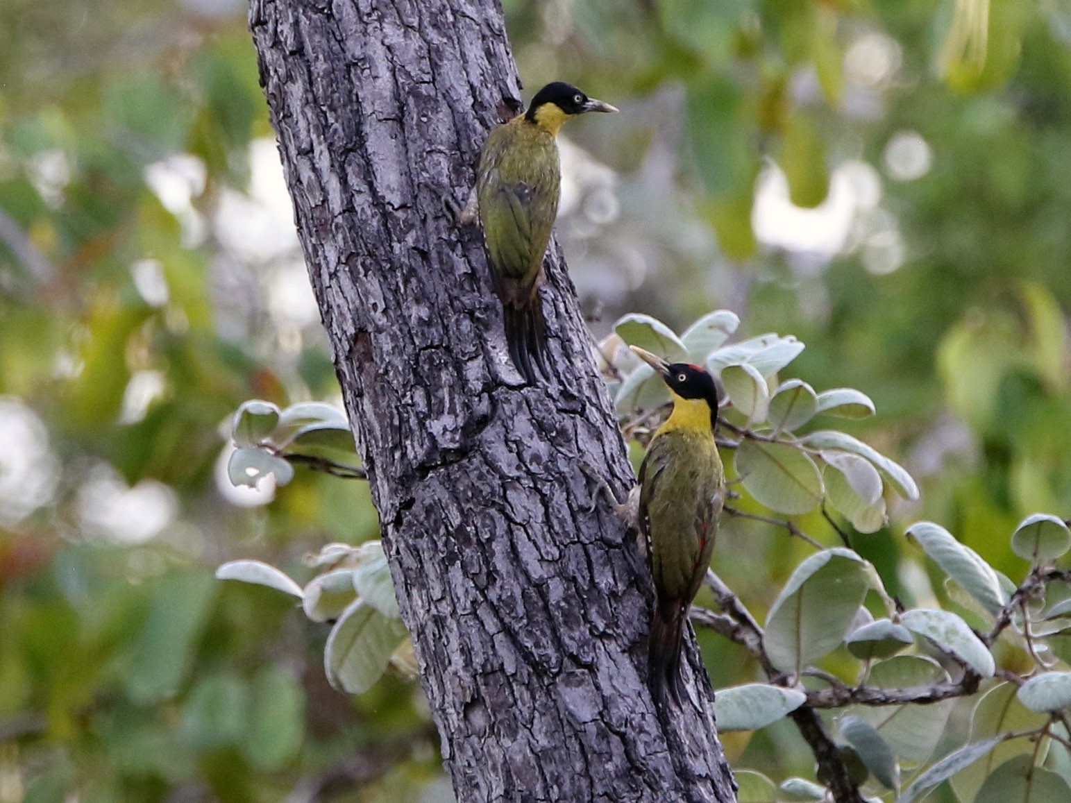 Black-headed Woodpecker - eBird