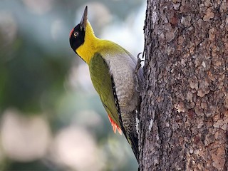 Black-headed Woodpecker - eBird